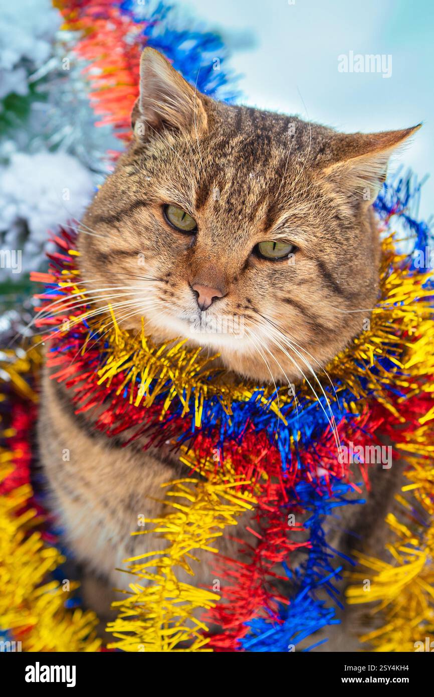 Portrait of a funny cat entangled in colorful streamer Vertical photo ...
