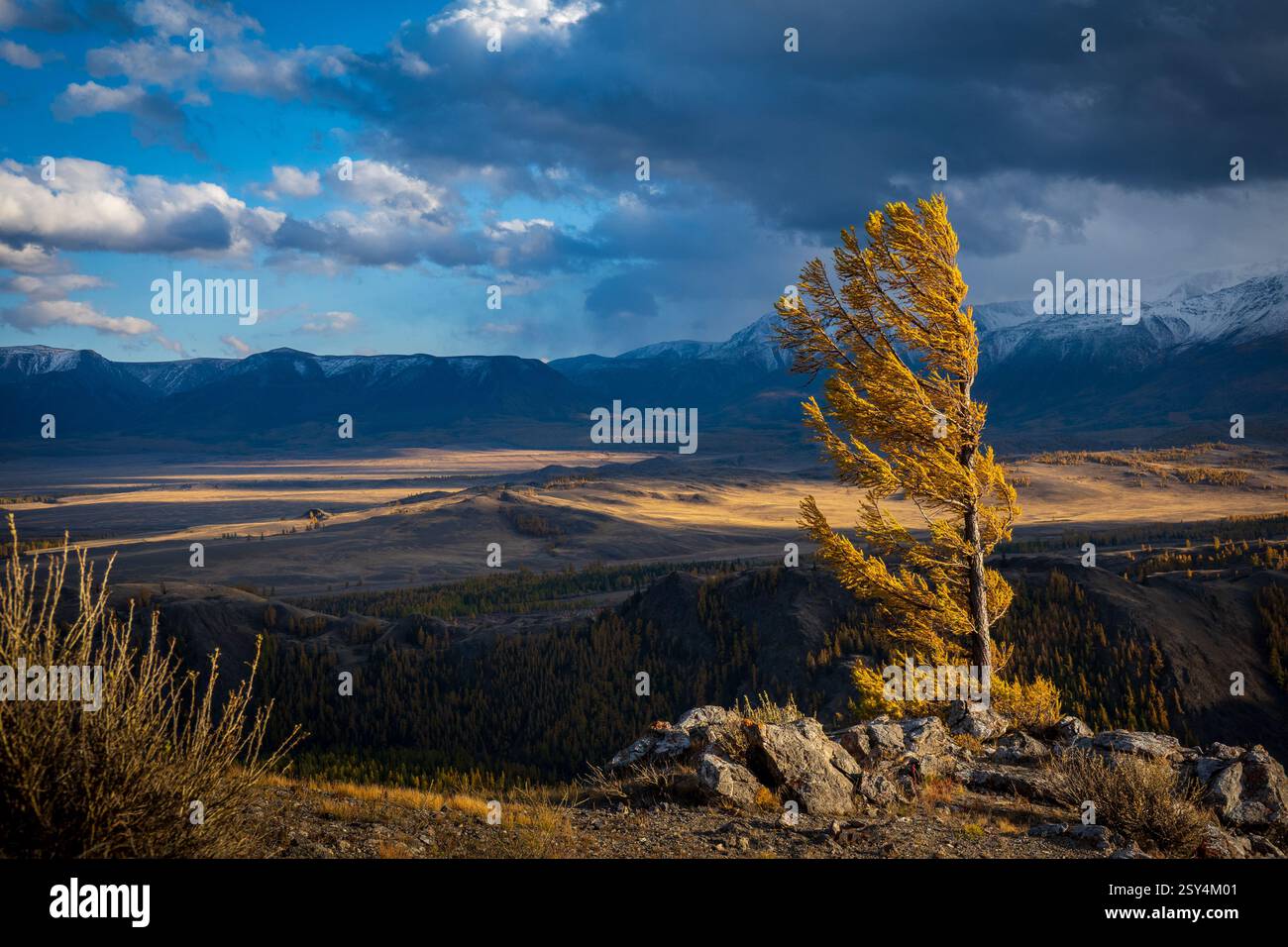 Lonely tree stands atop hill amidst rocky terrain, clouds above and ...