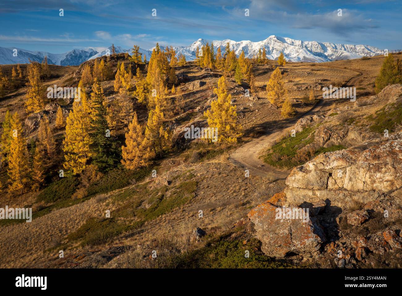 Beautiful autumn landscape featuring golden-leaved trees, breathtaking ...