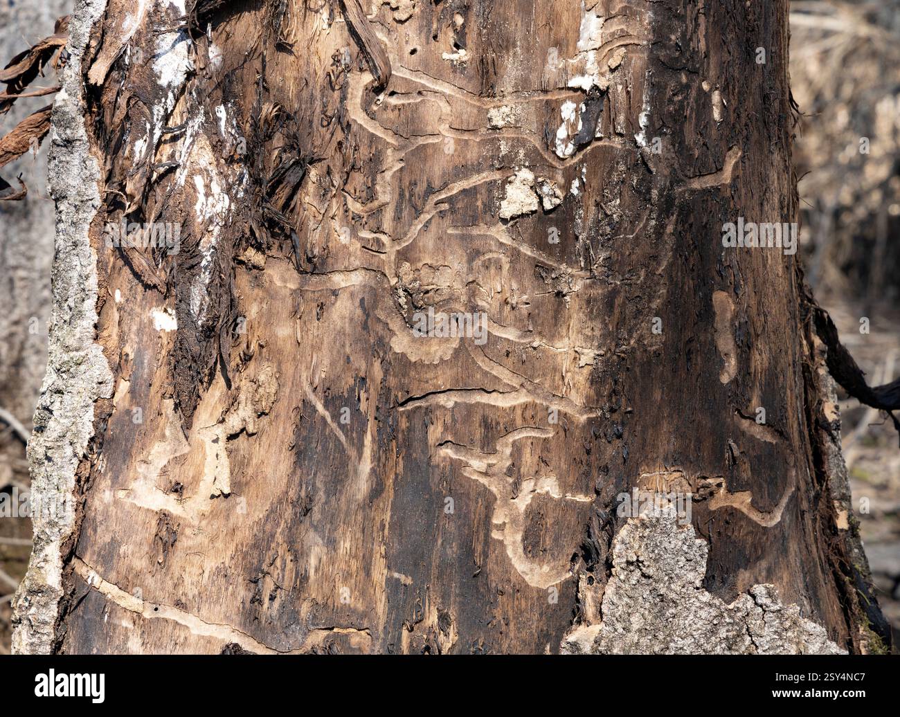 Aegomorphus clavipes larval feeding pattern in the sapwood of aspen ...