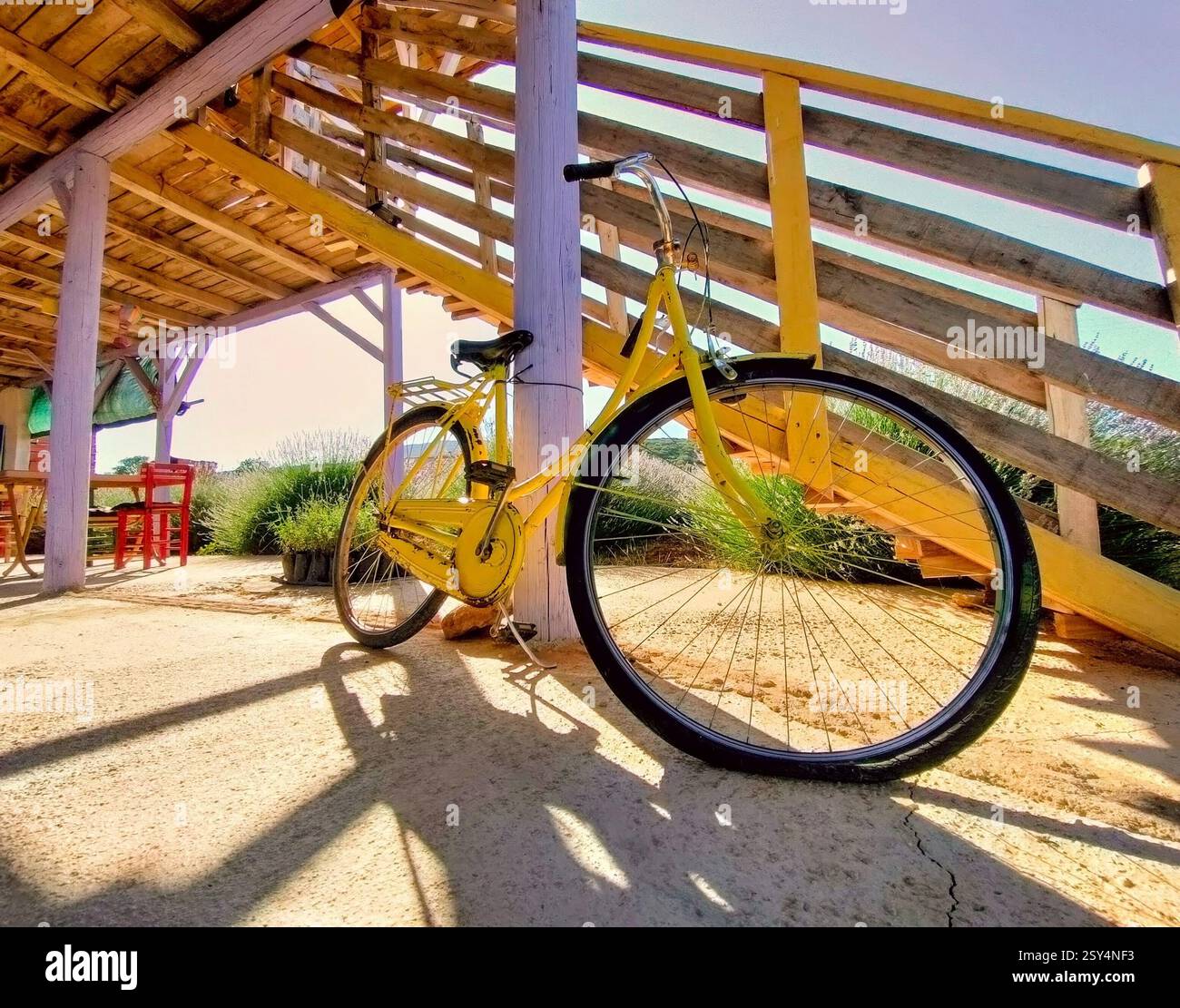 Vintage yellow bicycle in the lavender garden Stock Photo - Alamy