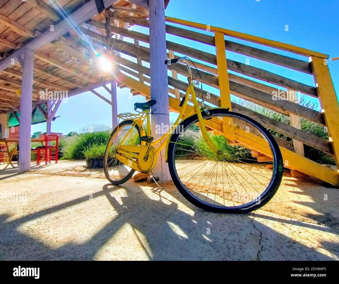 Vintage yellow bicycle in the lavender garden Stock Photo - Alamy