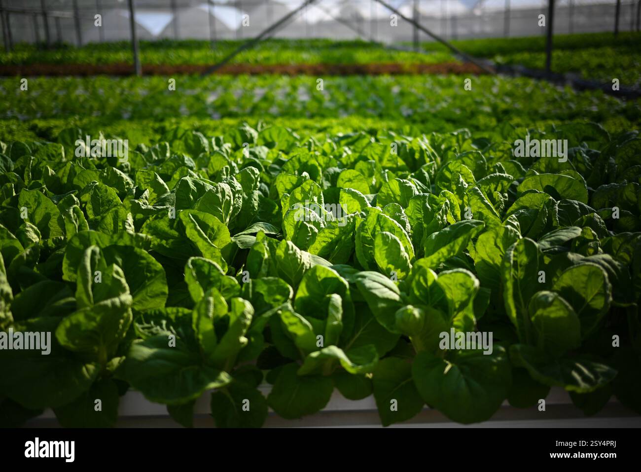 Organic Farming with vertical system and technology Stock Photo - Alamy