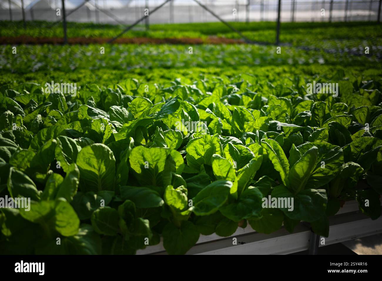 Organic Farming with vertical system and technology Stock Photo - Alamy
