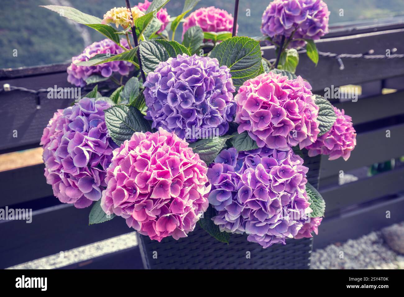 Flowering colorful Hydrangea flowers Stock Photo - Alamy