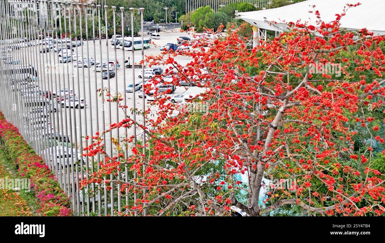Aerial photo shows kapok flowers in full bloom in Sanya City ...