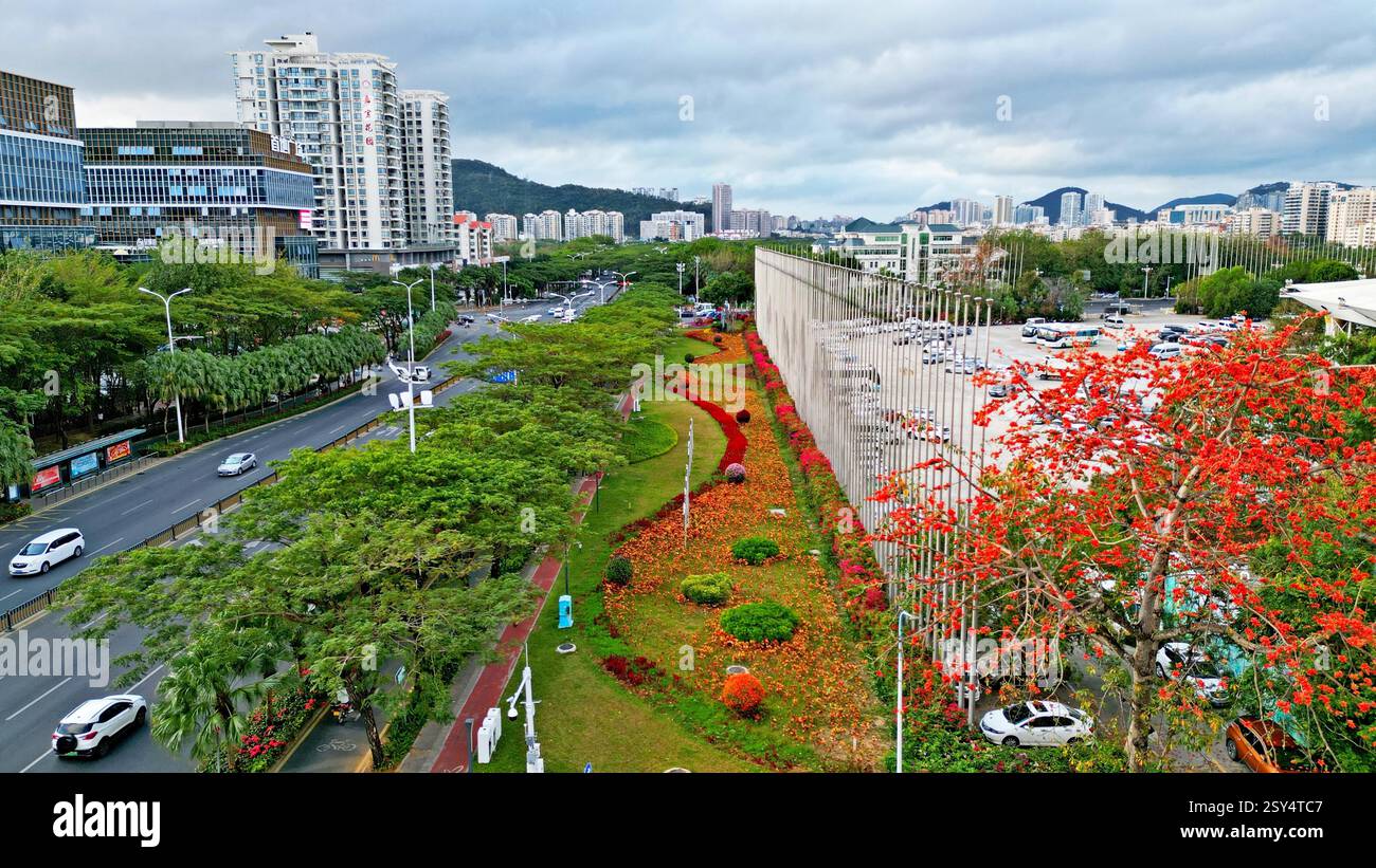 Aerial photo shows kapok flowers in full bloom in Sanya City ...