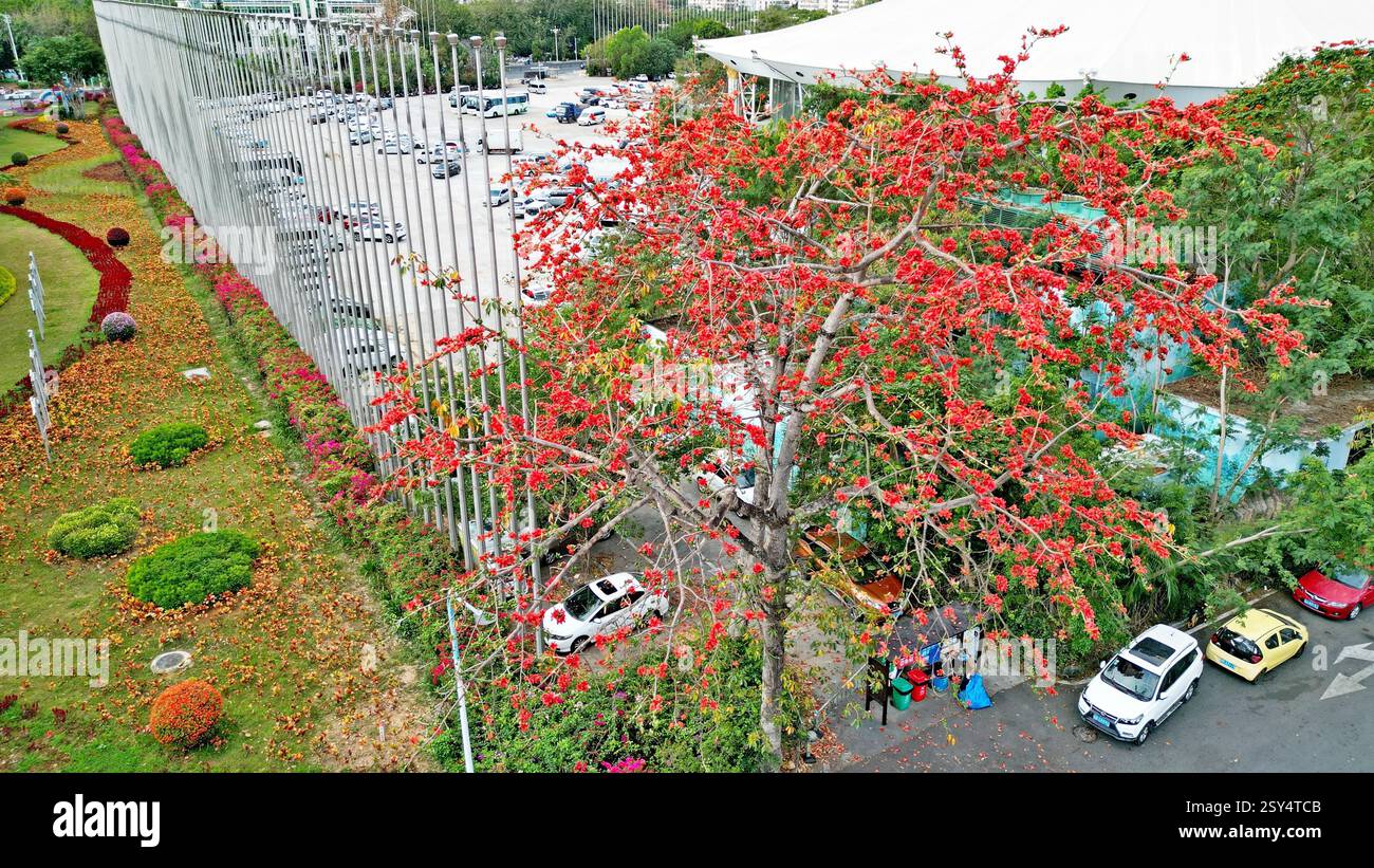 Aerial photo shows kapok flowers in full bloom in Sanya City ...