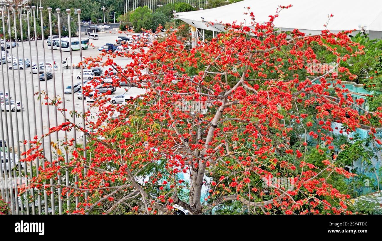 Aerial photo shows kapok flowers in full bloom in Sanya City ...