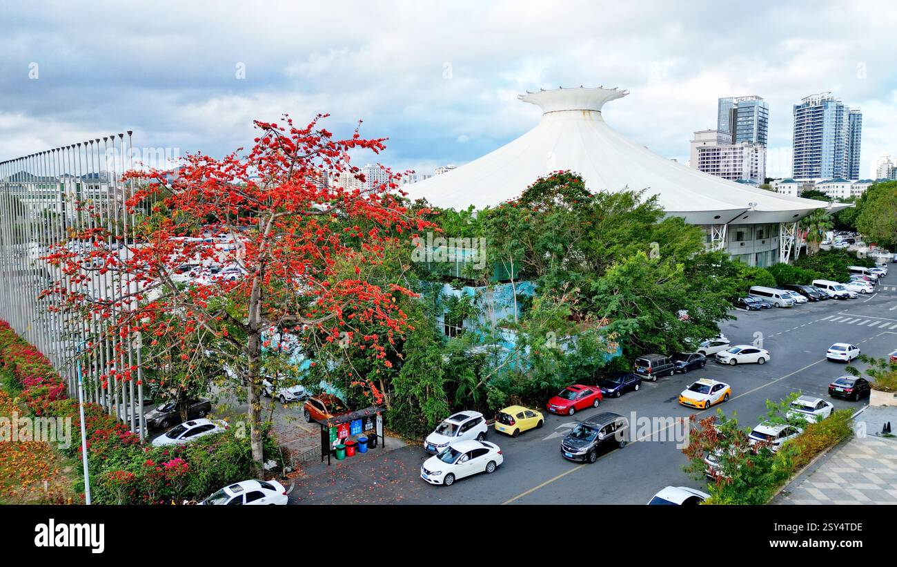Aerial photo shows kapok flowers in full bloom in Sanya City ...