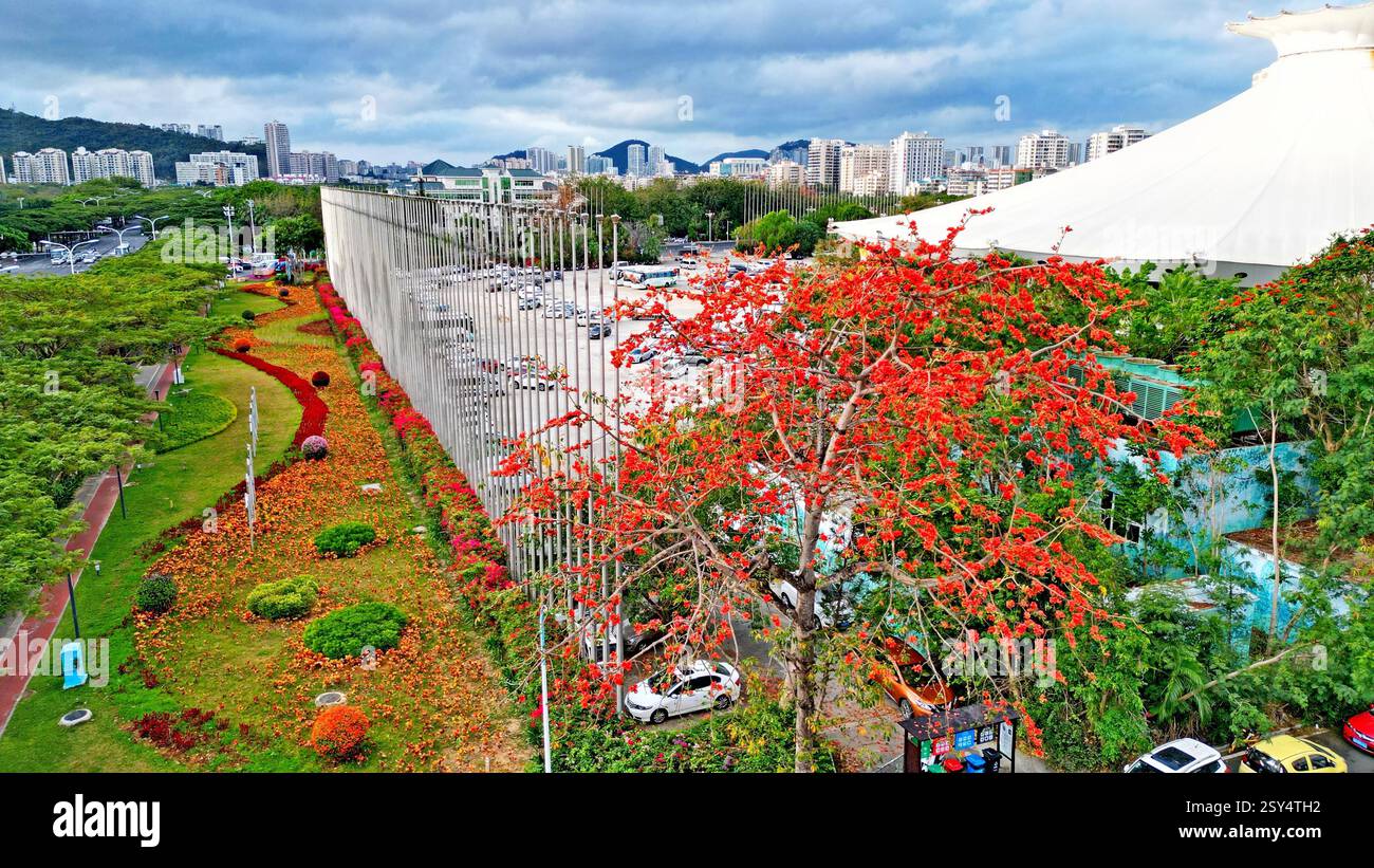 Aerial photo shows kapok flowers in full bloom in Sanya City ...