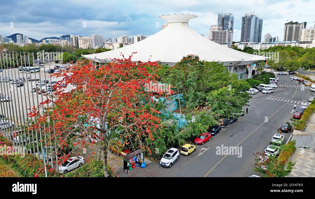 Aerial photo shows kapok flowers in full bloom in Sanya City ...