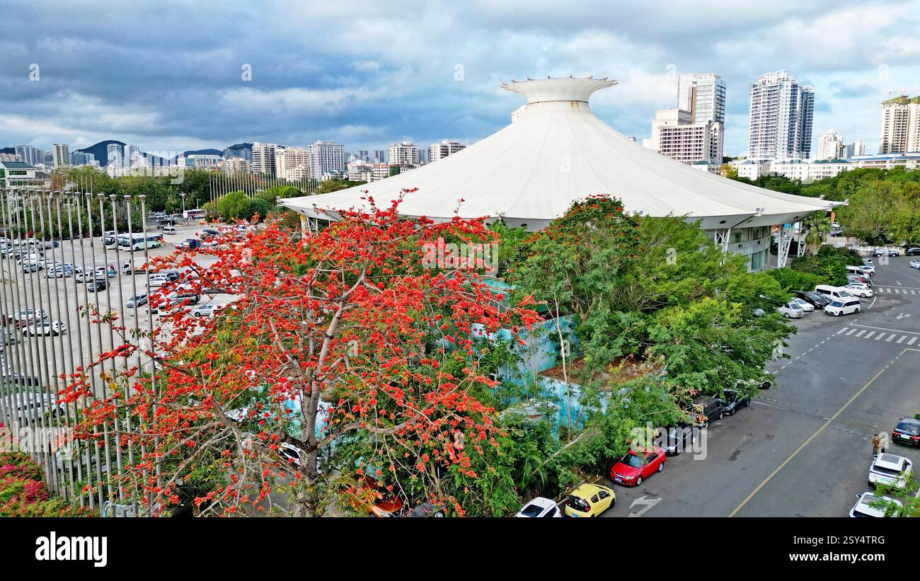 Aerial photo shows kapok flowers in full bloom in Sanya City ...