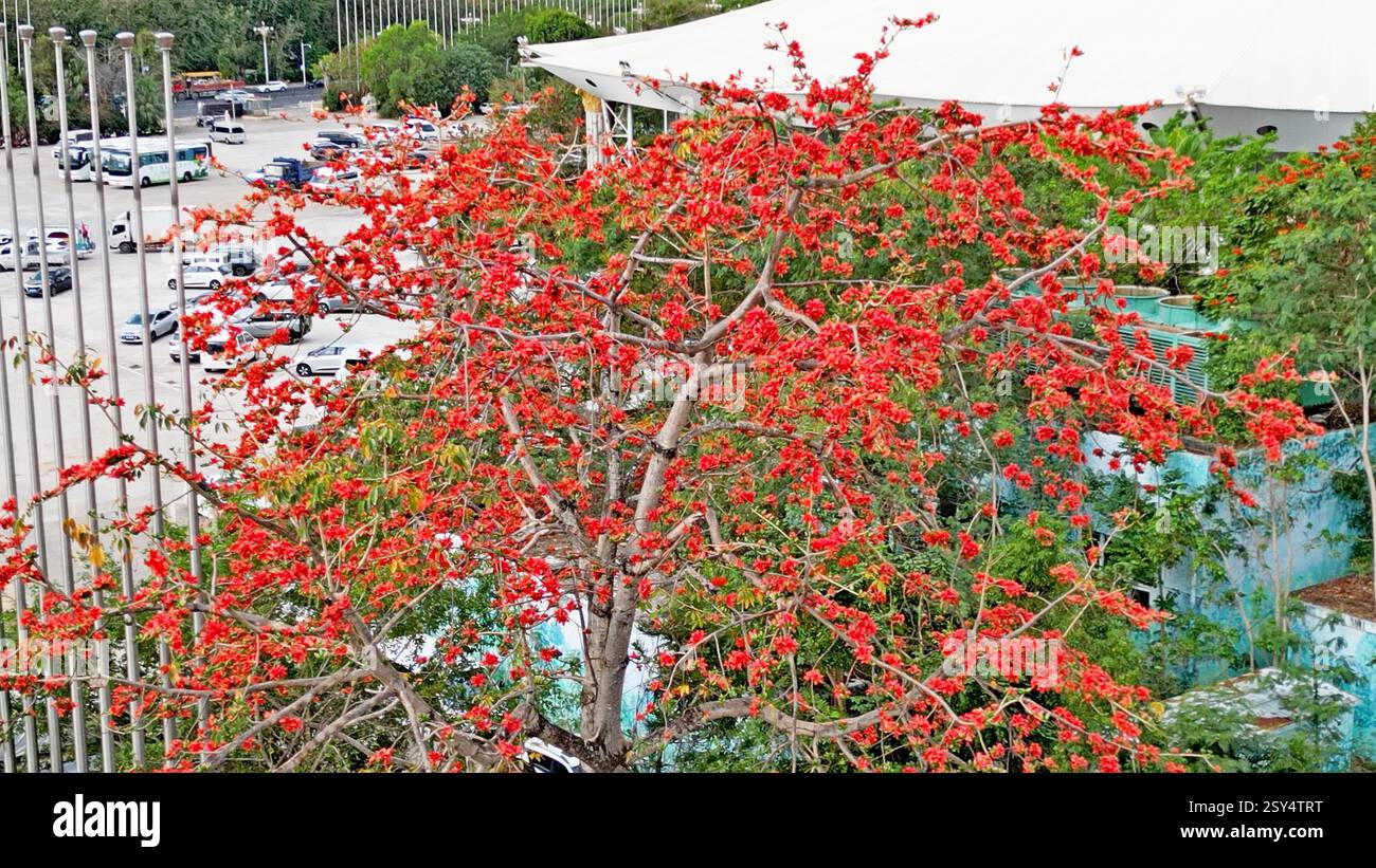 Aerial photo shows kapok flowers in full bloom in Sanya City ...