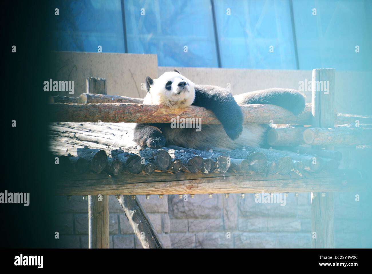 Giant panda Meng Er at Beijing Zoo, Beijing, China, 24 February, 2025 ...