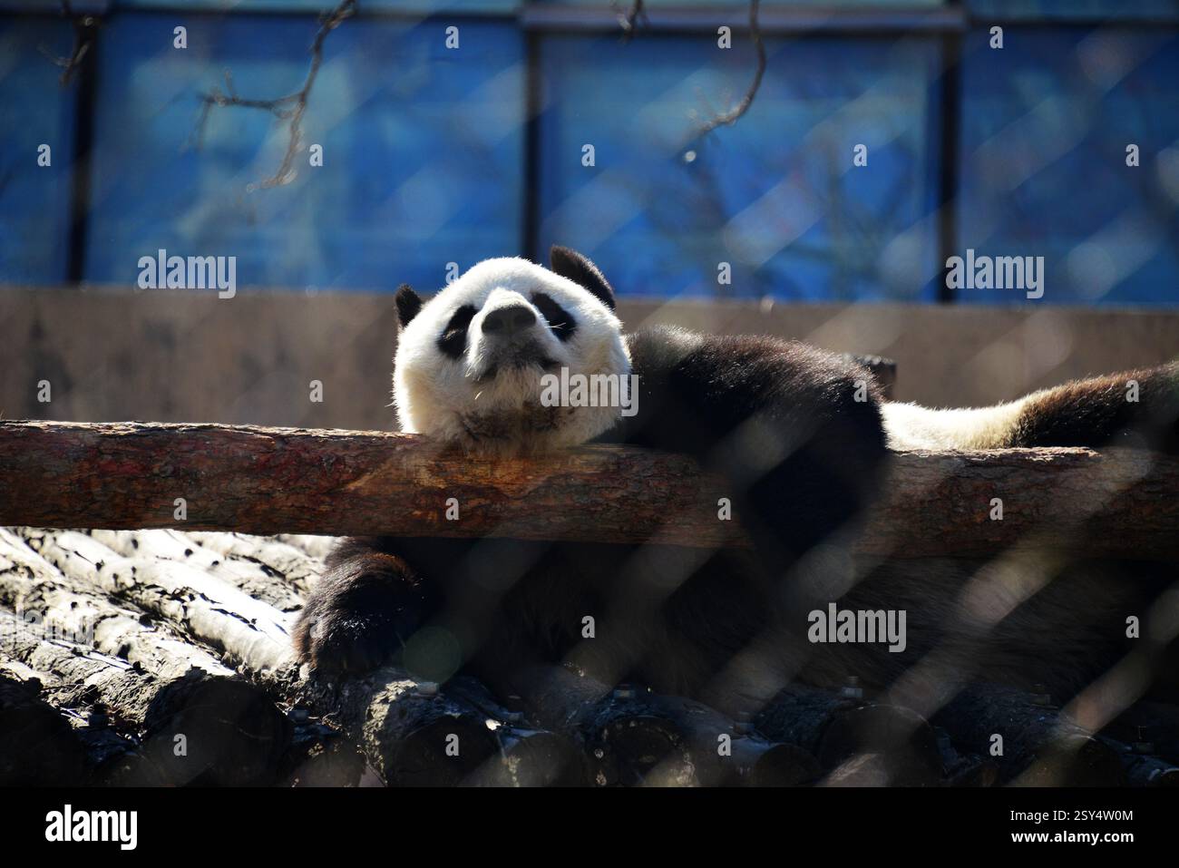 Giant panda Meng Er at Beijing Zoo, Beijing, China, 24 February, 2025 ...