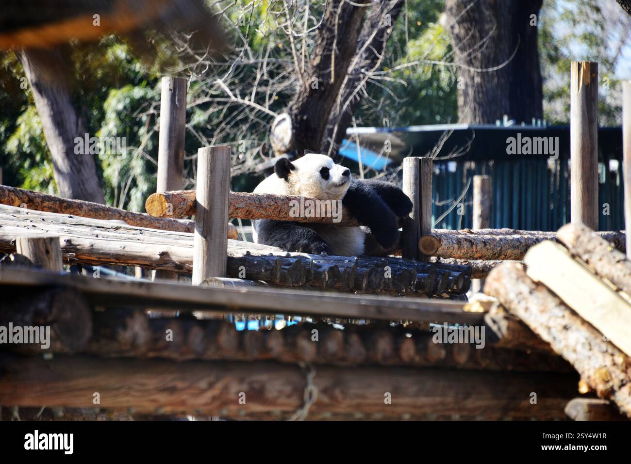 Giant panda Meng Er at Beijing Zoo, Beijing, China, 24 February, 2025 ...