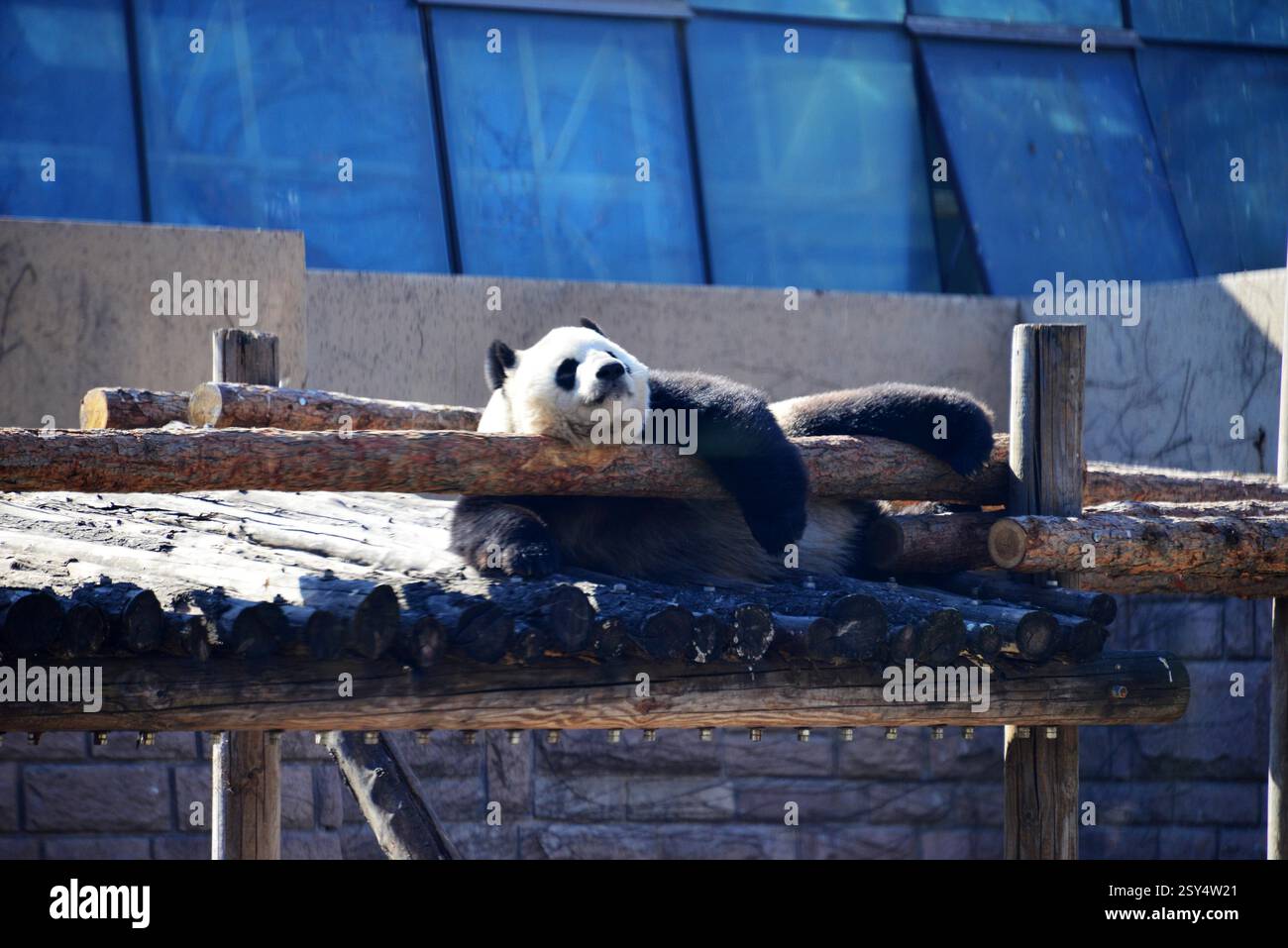 Giant panda Meng Er at Beijing Zoo, Beijing, China, 24 February, 2025 ...