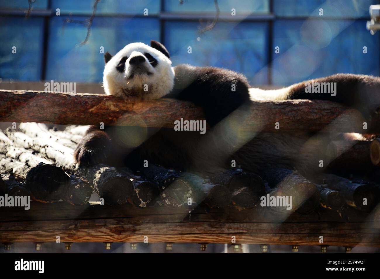 Giant panda Meng Er at Beijing Zoo, Beijing, China, 24 February, 2025 ...