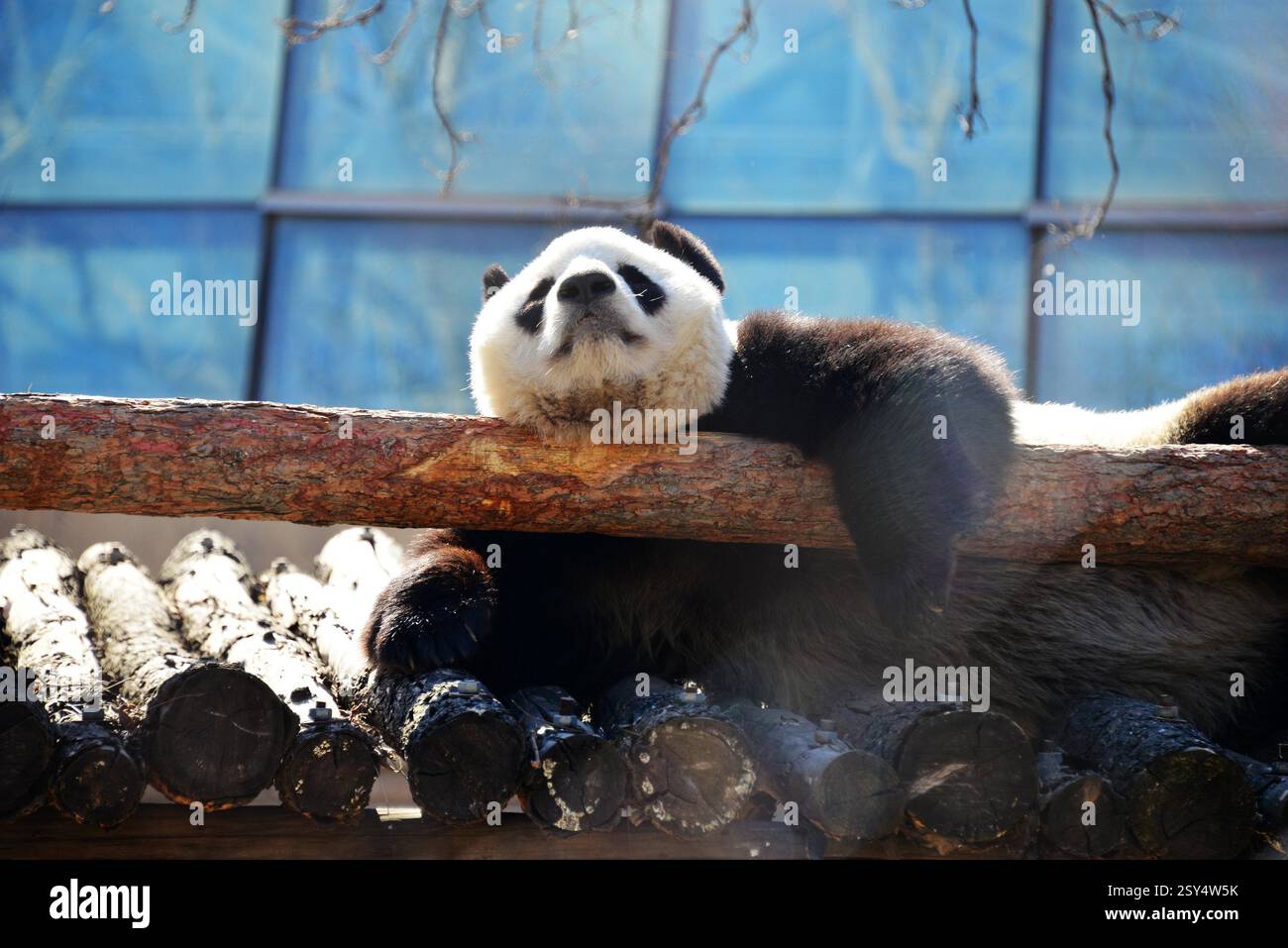 Giant panda Meng Er at Beijing Zoo, Beijing, China, 24 February, 2025 ...