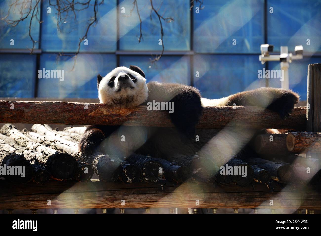 Giant panda Meng Er at Beijing Zoo, Beijing, China, 24 February, 2025 ...
