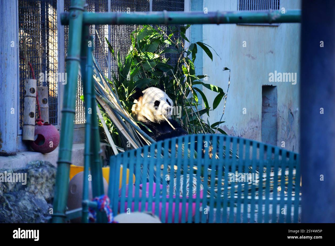 Giant panda Meng Lan at Beijing Zoo, Beijing, China, 24 February, 2025 ...