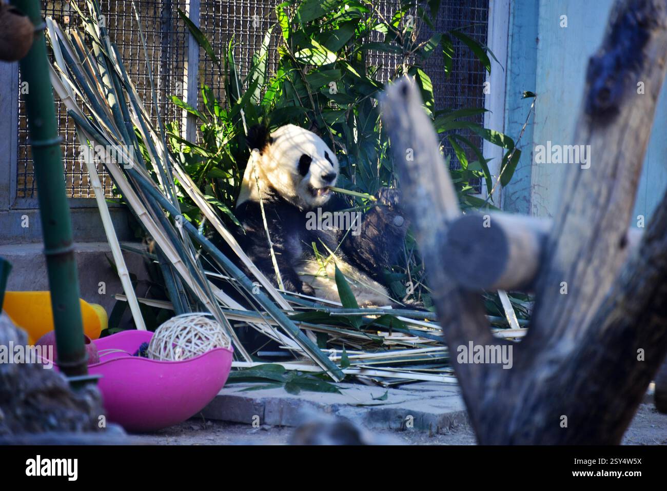 Giant panda Meng Lan at Beijing Zoo, Beijing, China, 24 February, 2025 ...