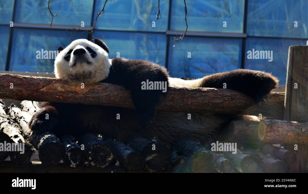Giant panda Meng Er at Beijing Zoo, Beijing, China, 24 February, 2025 ...