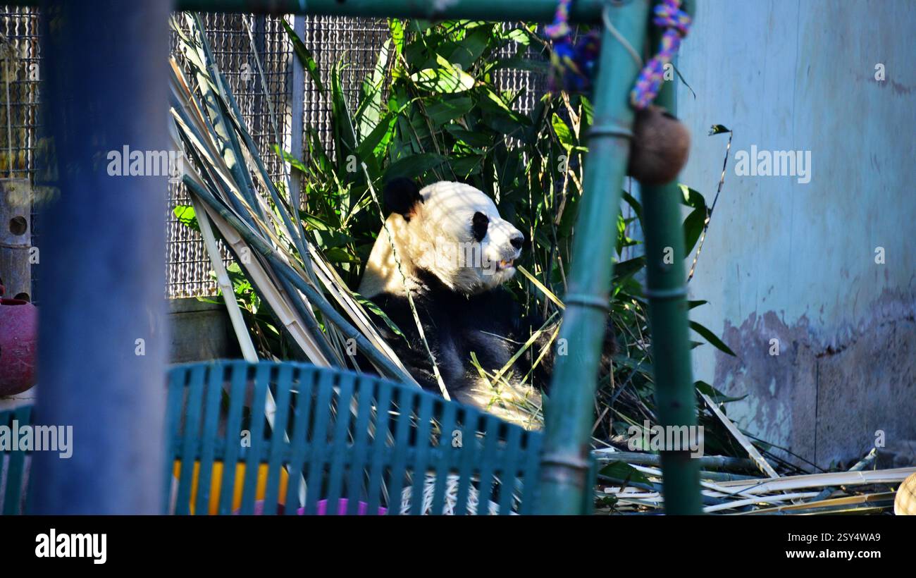Giant panda Meng Lan at Beijing Zoo, Beijing, China, 24 February, 2025 ...