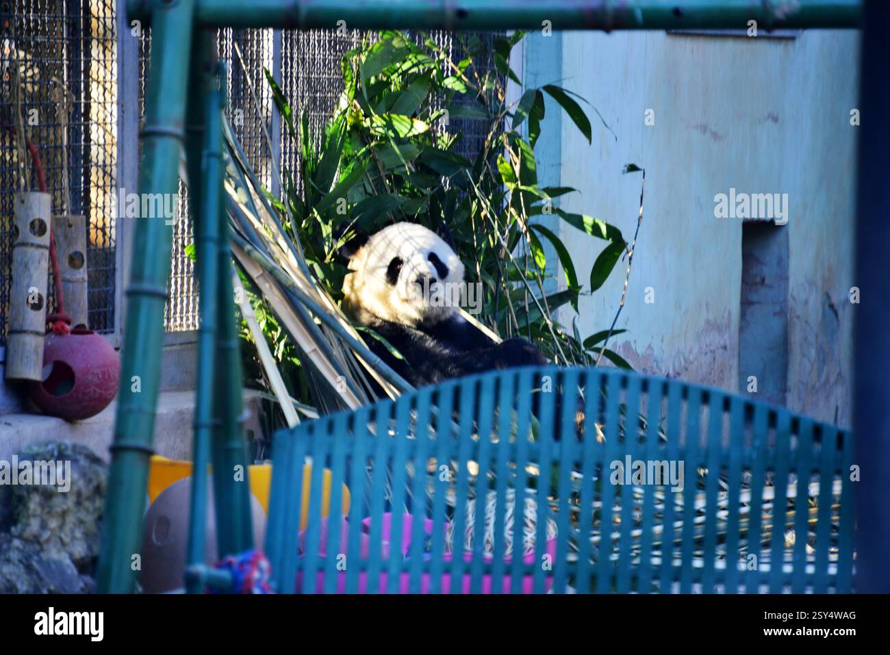 Giant panda Meng Lan at Beijing Zoo, Beijing, China, 24 February, 2025 ...