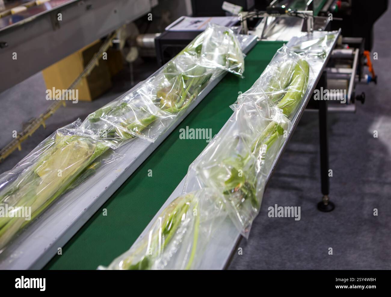 Automatic food flow wrapping machine. Food packaging machine Stock ...