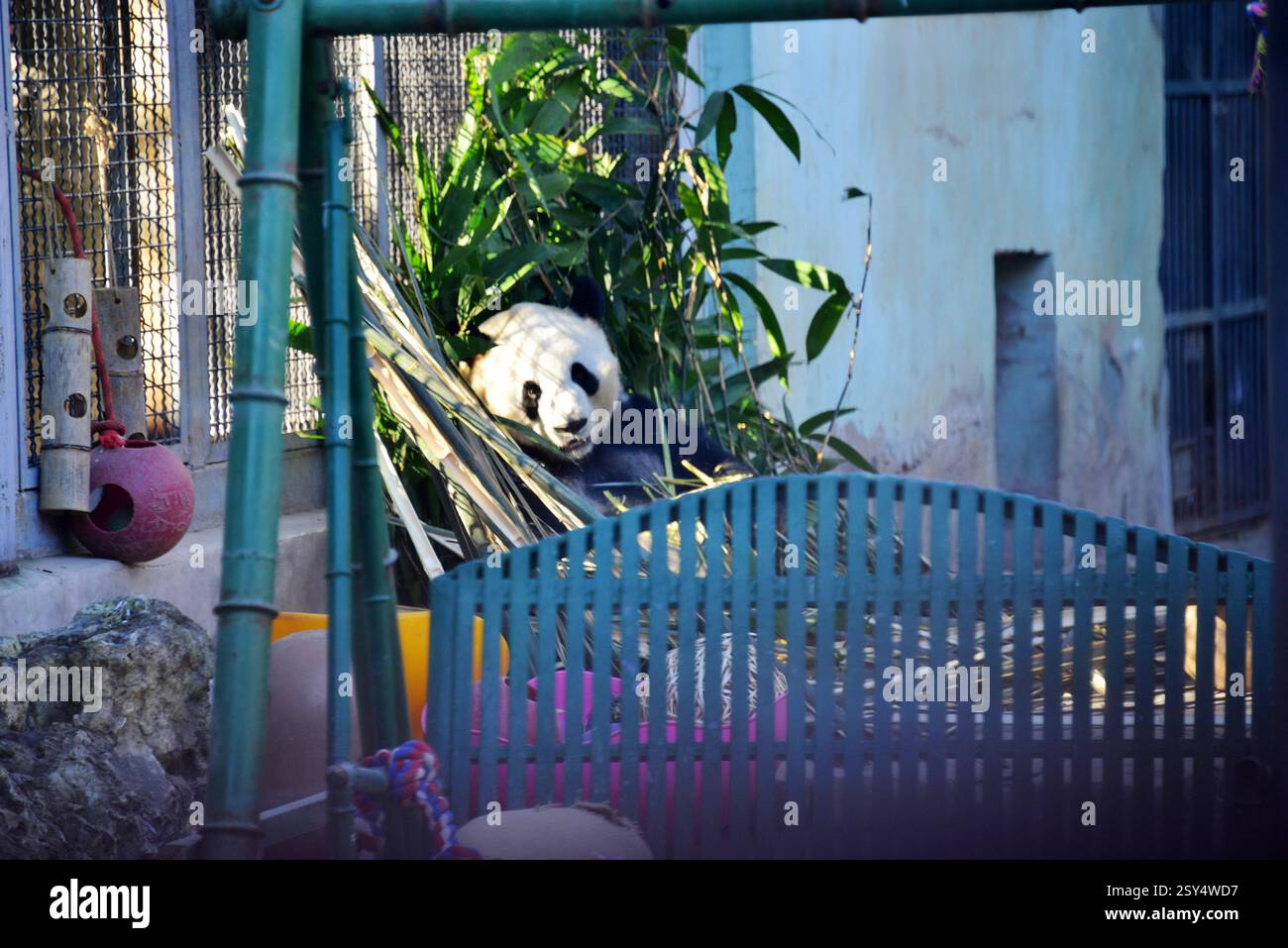 Giant panda Meng Lan at Beijing Zoo, Beijing, China, 24 February, 2025 ...