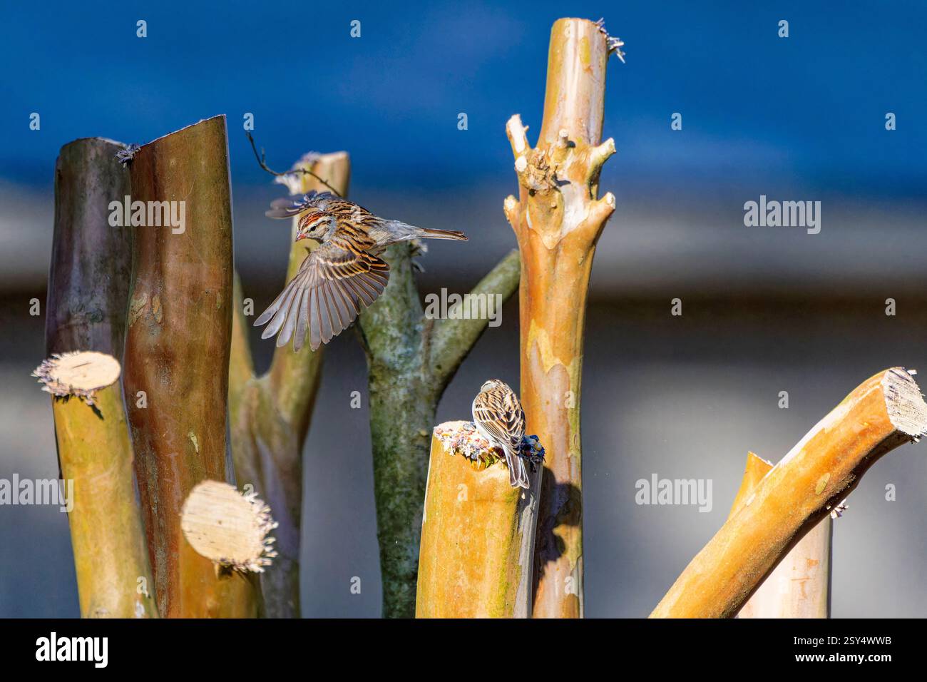 The song sparrow (Melospiza melodia), native sparrows in North America ...
