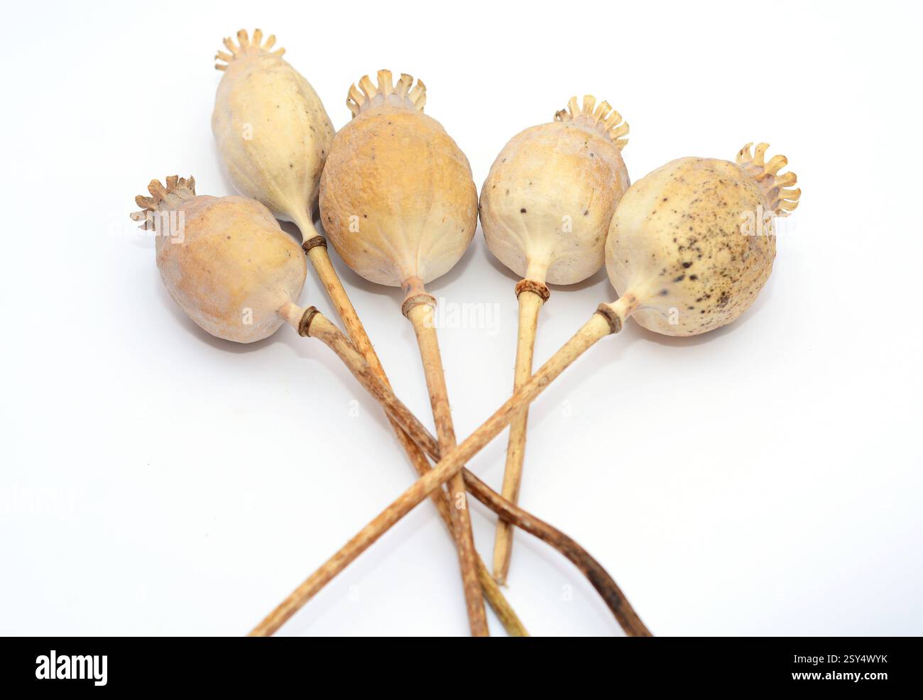 Freshly Dried Long Stem Poppy Pods Dried papaver (poppy heads) with ...