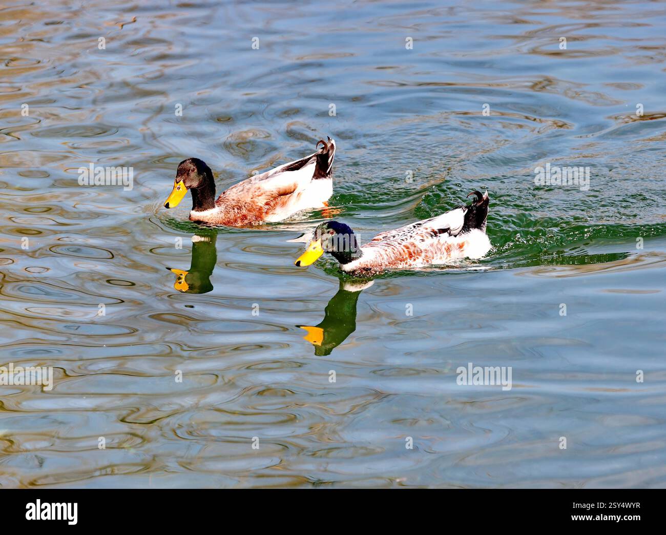 Wild ducks swim in the lake at Beihai Park in Beijing, China, 24 ...