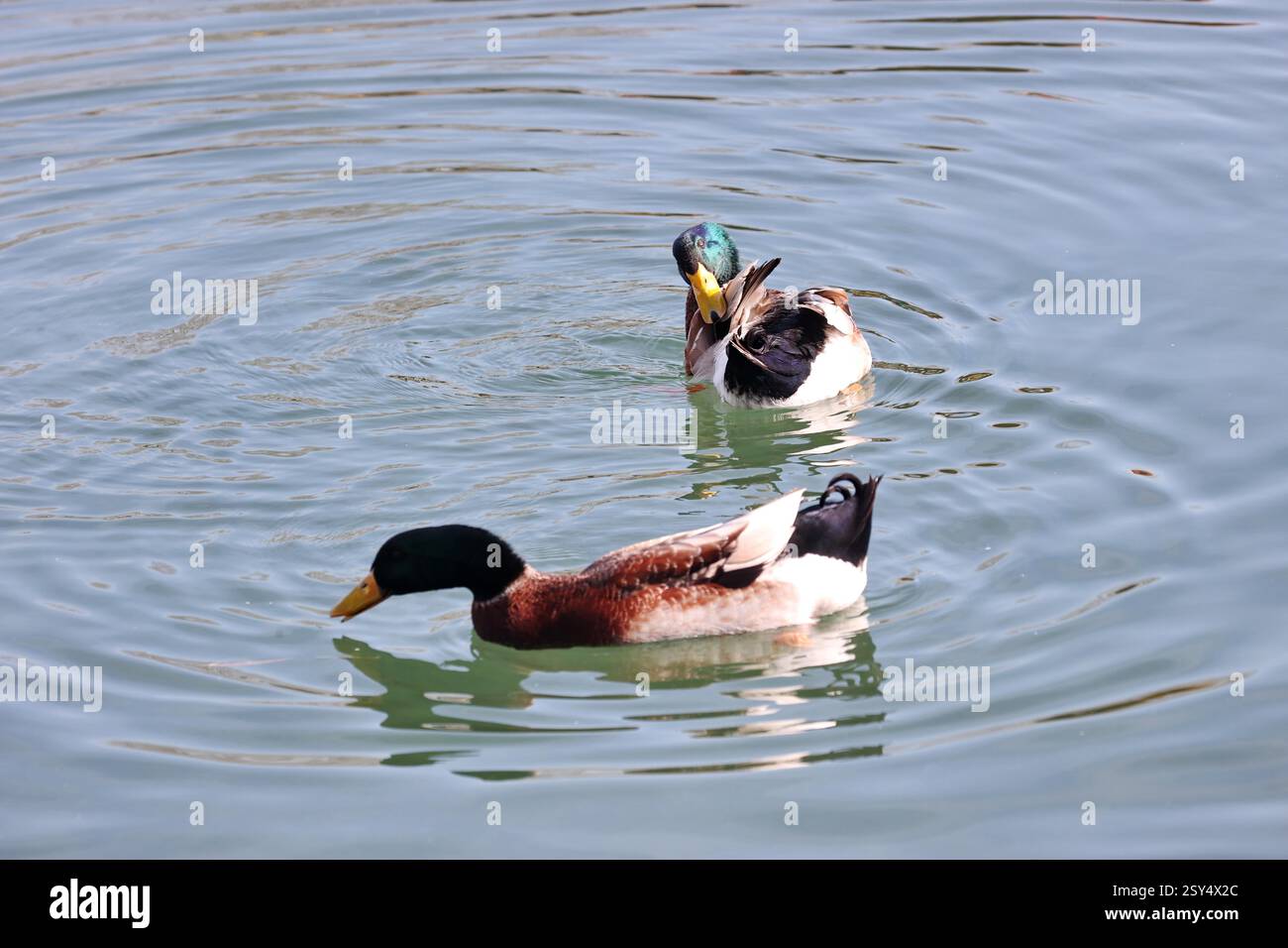 Wild ducks swim in the lake at Beihai Park in Beijing, China, 24 ...