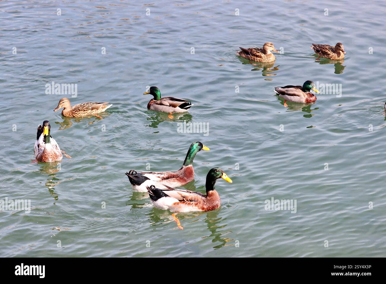 Wild ducks swim in the lake at Beihai Park in Beijing, China, 24 ...