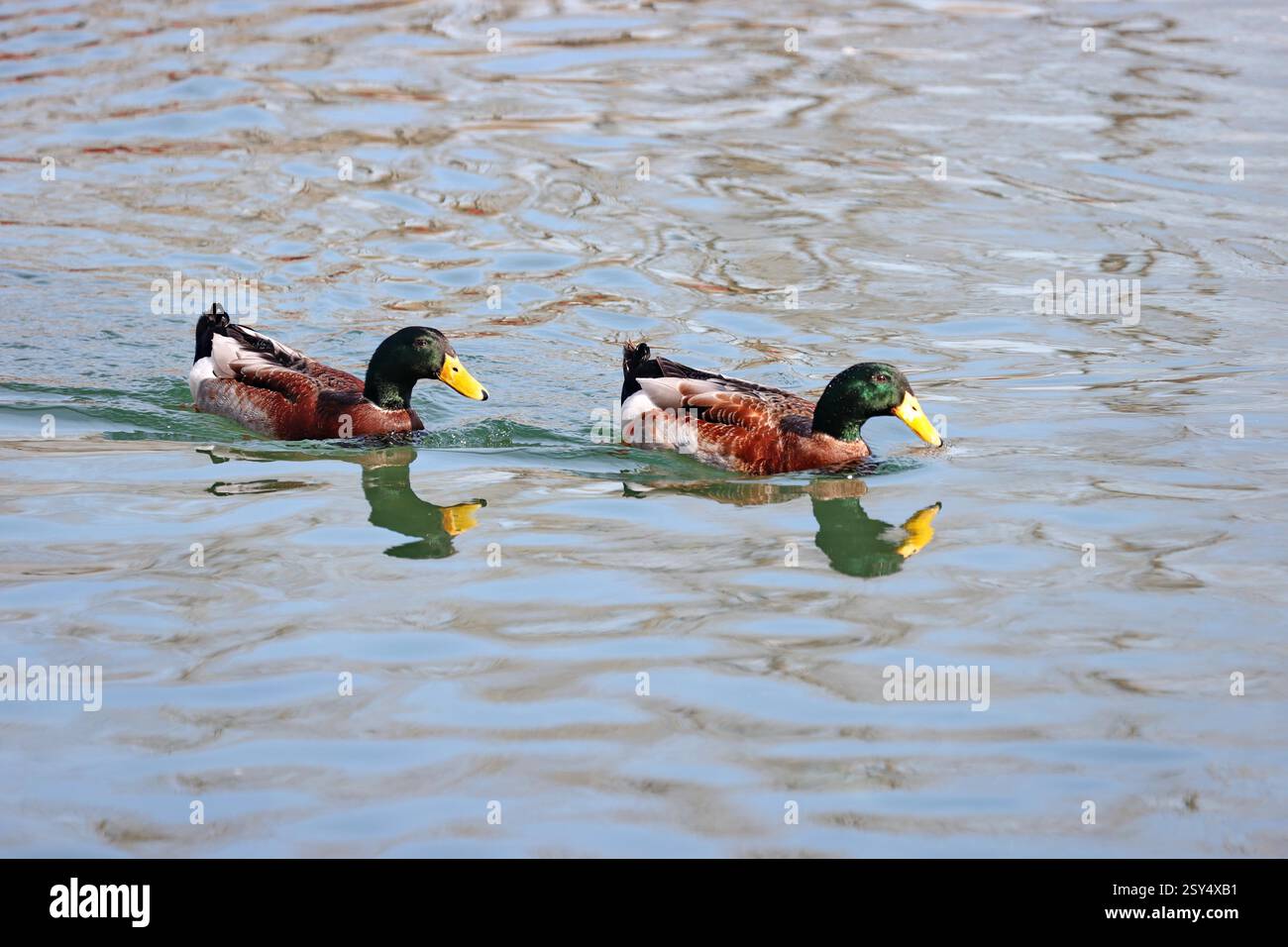 Wild ducks swim in the lake at Beihai Park in Beijing, China, 24 ...