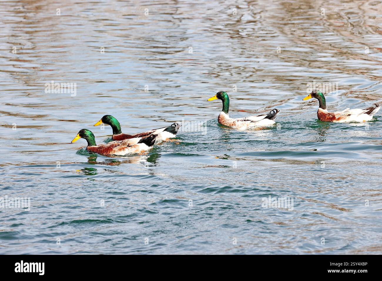Wild ducks swim in the lake at Beihai Park in Beijing, China, 24 ...