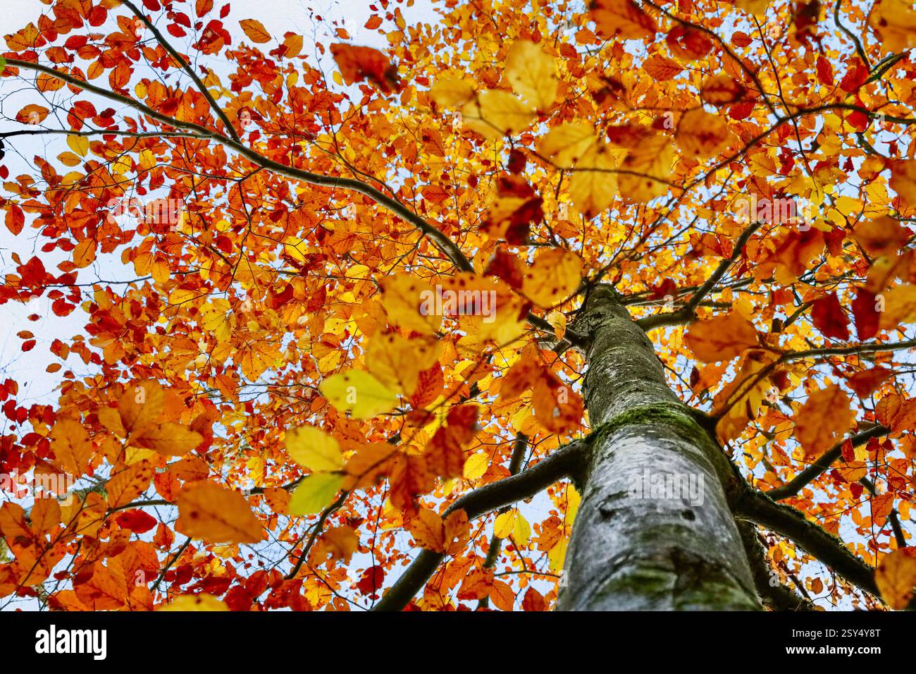 Colorful canopy of autumn Stock Photo - Alamy