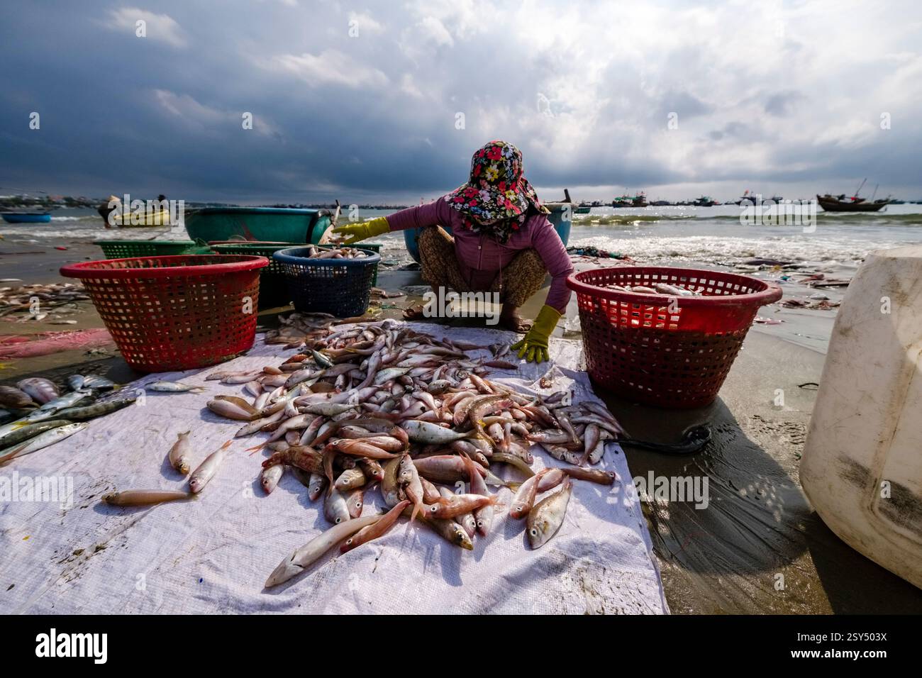 A woman squats on the beach of Mui Ne, Mũi Né and sorts caught fish ...