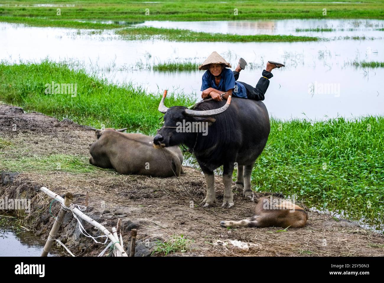 A man poses on the back of a water buffalo at a small dam near Hoi An ...