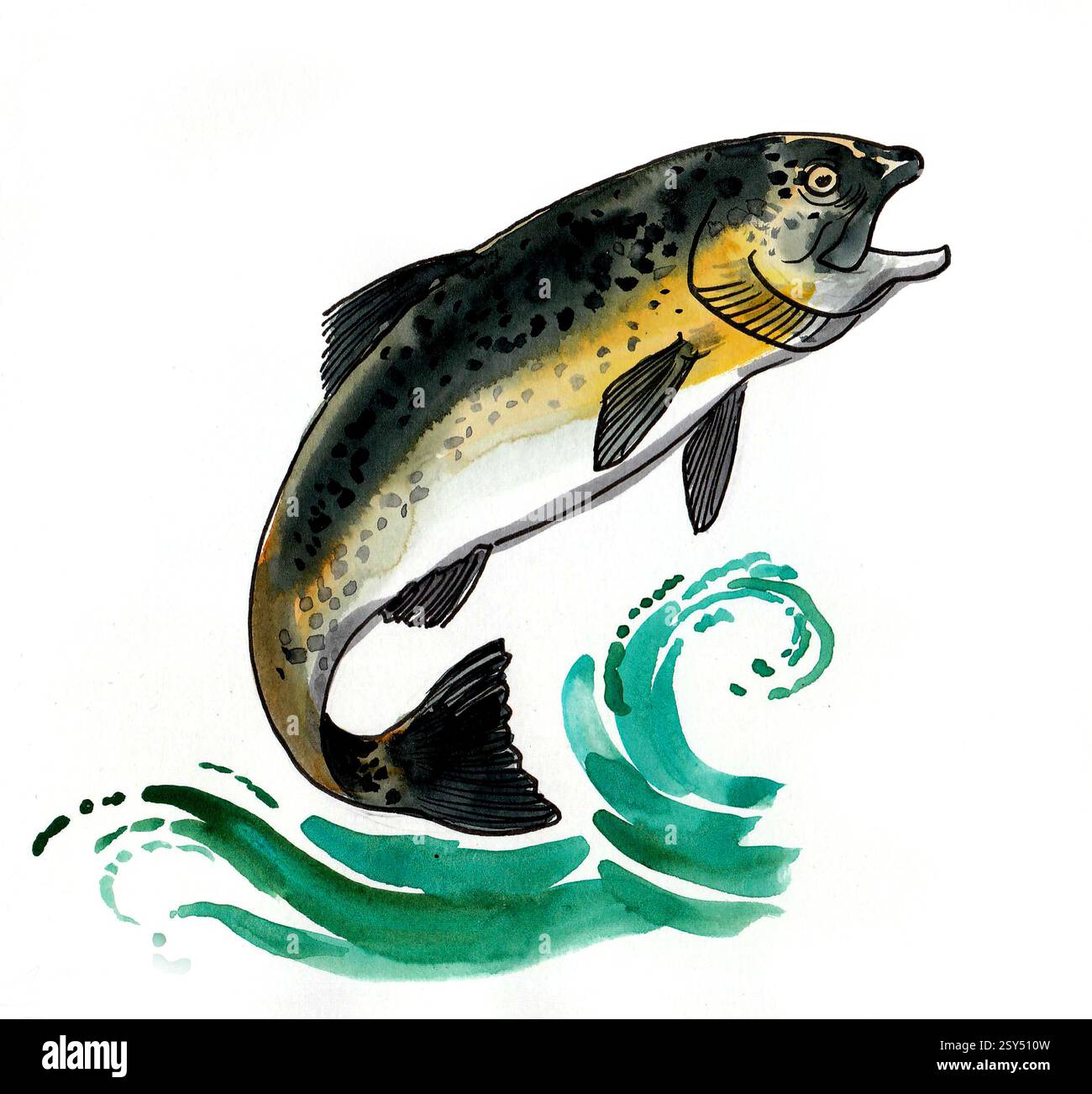 Jumping fish. Hand drawn watercolour illustration Stock Photo - Alamy