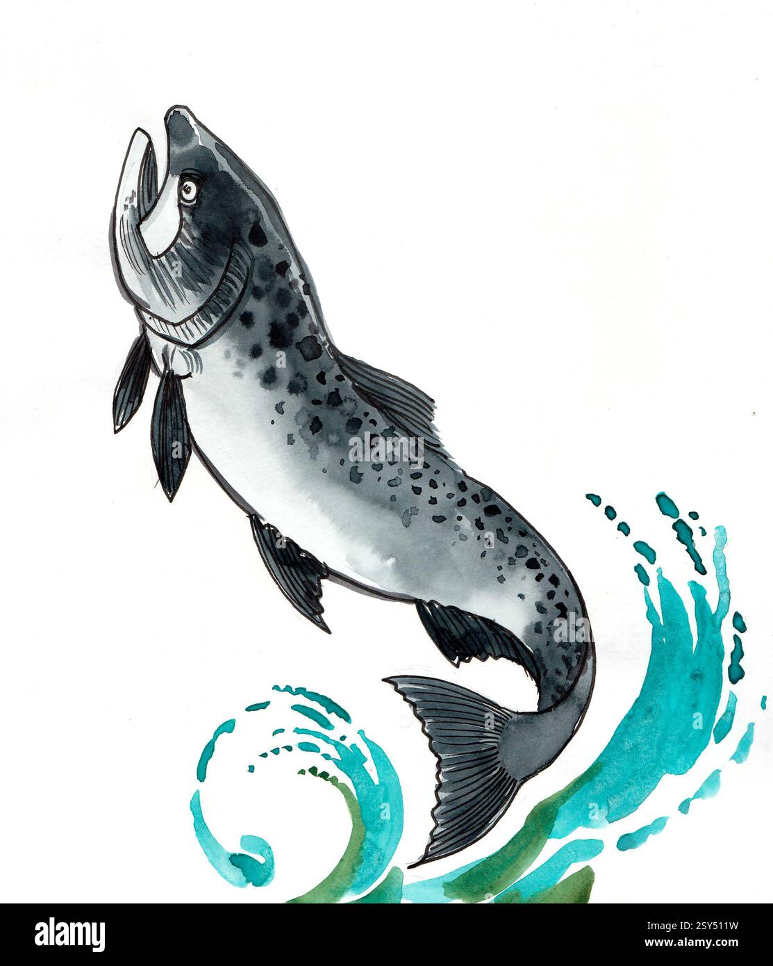 Leaping salmon. Hand drawn watercolour illustration Stock Photo - Alamy