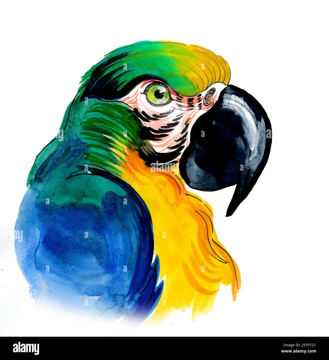 Tropical parrot bird. Hand drawn watercolour illustration Stock Photo ...