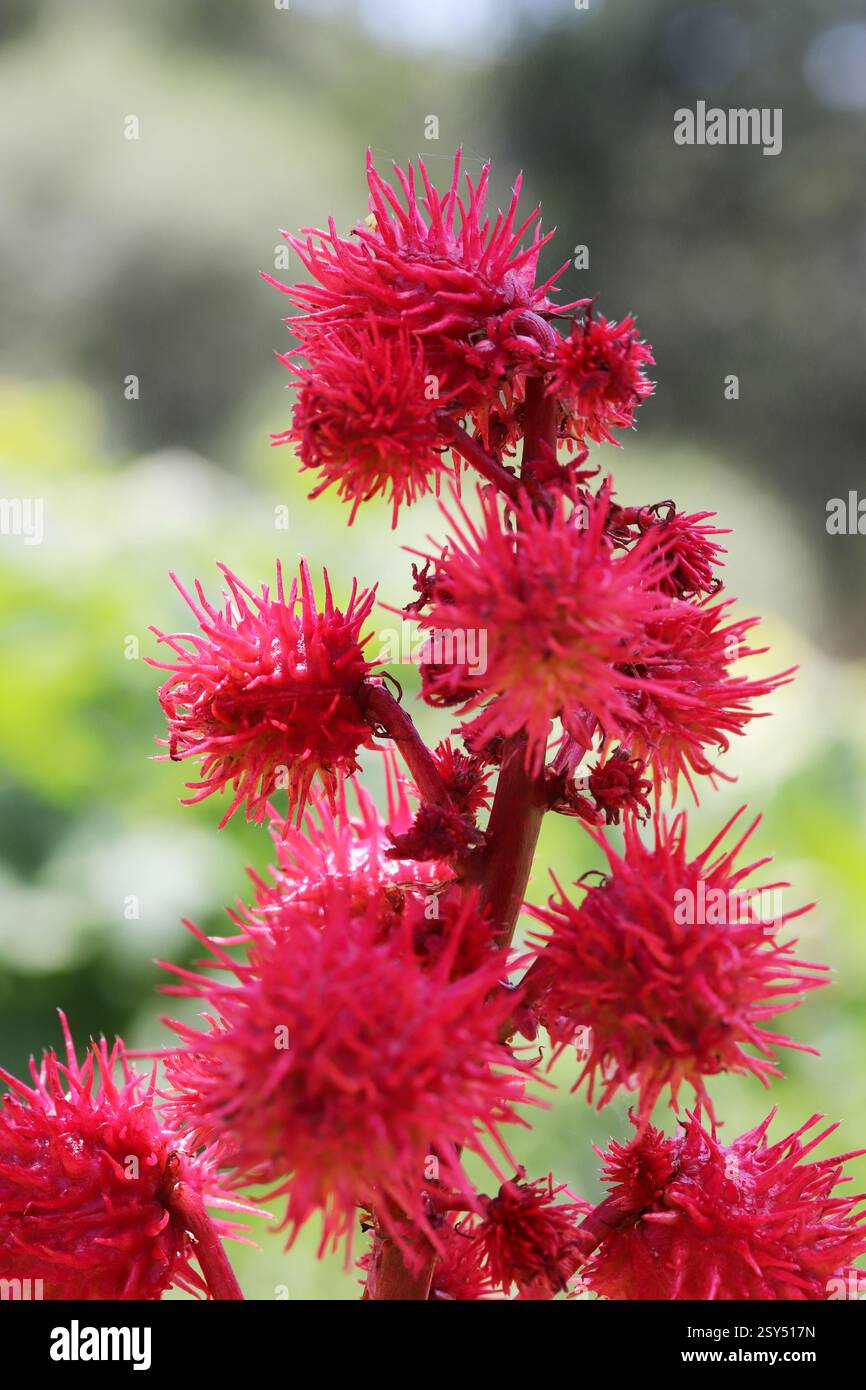 Red fruits of Ricinus communis, close-up. the castor bean, castor oil ...