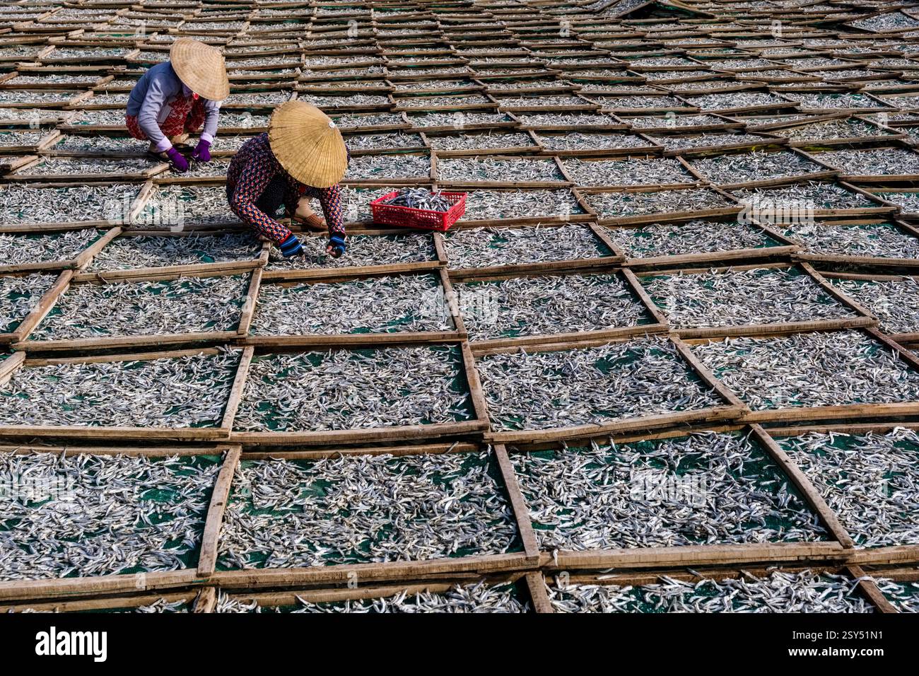 Small fish are dried on simple grates on the beach of Mui Ne, Mũi Né ...