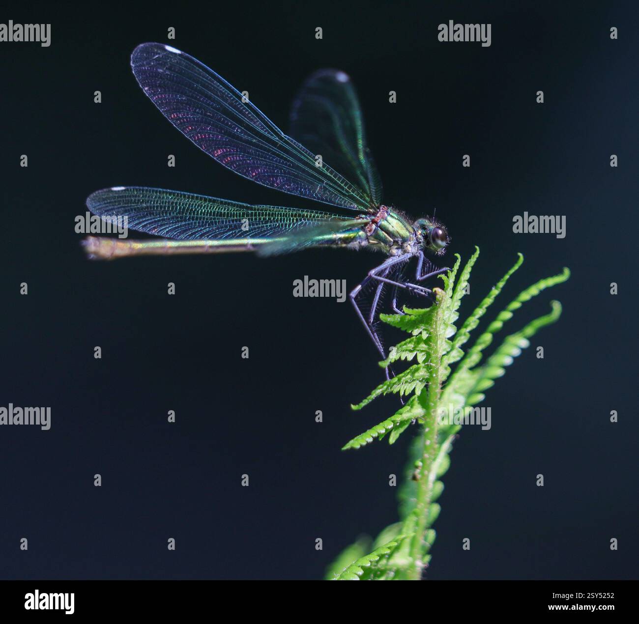 Libellule sur fond noir atterri sur une fougère au bord d'une rivière ...