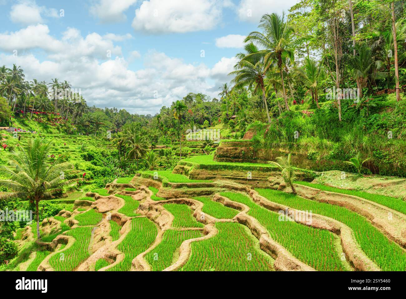 Awesome view of scenic rice terraces in Bali, Indonesia Stock Photo - Alamy