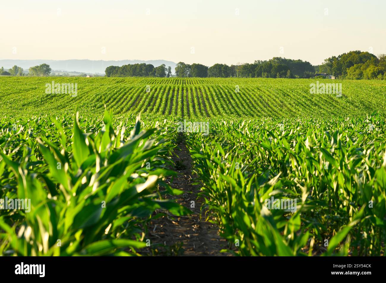 Lush green corn rows stretching across rolling farmland. Agricultural ...